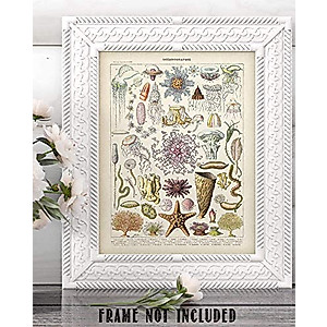 Vintage Crustaceancore Ocean Life Jellyfish Marine Biology Science Illustration Art Print by Meishe | 11x14 Unframed Art Print Poster | Great Beach House Wall Decor Poster Under $15