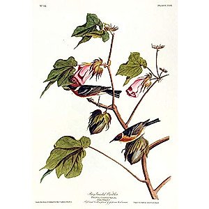 Bay-breasted Warbler. From"The Birds of America" (Amsterdam Edition)