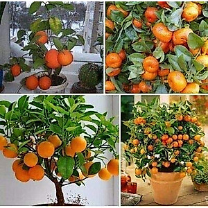 Bonsai Orange Tree Seeds, 20 Seeds,Grow a Delicious Fruit Bearing Bonsai Tree