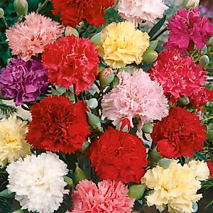 2500 Mixed Carnation Flower Seeds - AKA. Dianthus Caryophyllus Chabaud Mix for Planting Perennial