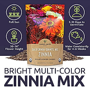 Bulk Zinnia Seeds - California Giants Mix - Bulk 1/4 Pound Bag Over 12,000 Flower Seeds - Mixed Colors and Large Blooms