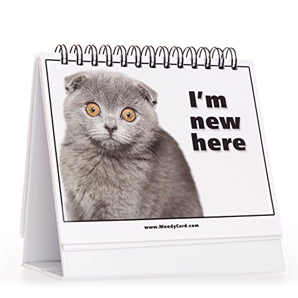 Moodycards Office Gift For Cat Lovers Make Everyone Laugh with These Adorable and Hilarious Cat memes - Let The Kittys Tell Everyone How You Feel! A Terrific Office Gift! 25 Different Moods