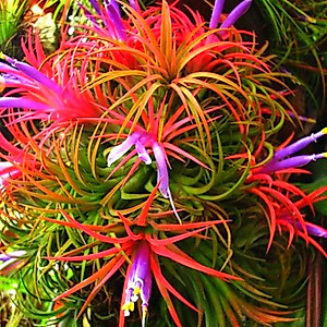 Air Plants Live, 10 Red Tillandsia Air Plants Live Houseplants for Growing Indoors Outdoors, 2 to 3 Inches Tall, Tillandsia Plants Live, Live Air Plants