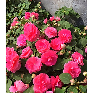 50+ Mixed Rose Flower Seeds Perennial Flowers Plants Garden