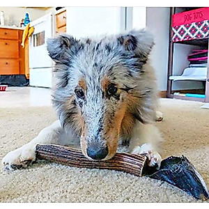 WhiteTail Naturals | Large, Whole Elk Antlers for Dogs | Dog Chews | Naturally Shed Antler Bone Chew Toy