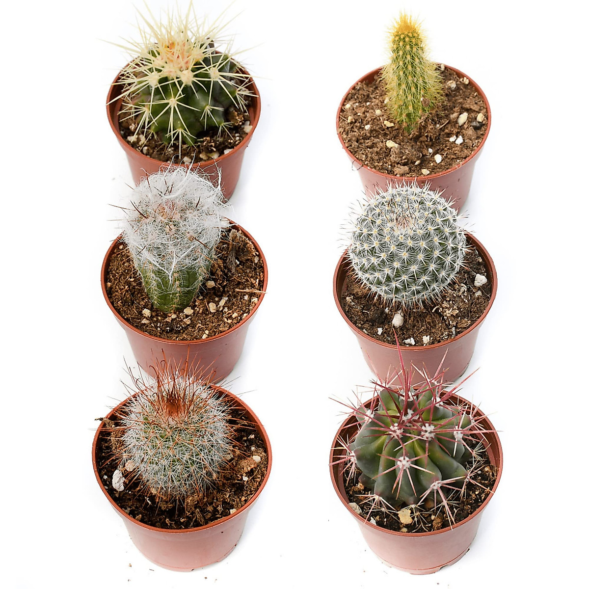 Cactus Plants Live – Small Assorted 2-Inch Cactus Plants – Fully Rooted Potted Cactus Plants – Live Cactus Plant Set (6)