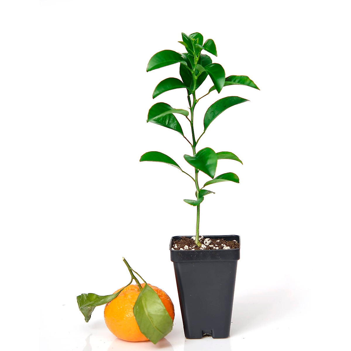 Satsuma Mandarin Tree - XL. Citrus unshiu. 6" - 10"