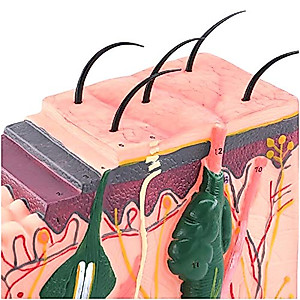 Educational Model Skin Model - 35X Enlarged Human Skin Anatomy Model - PVC Material Human Skin Model -for Science Classroom Teaching Study, lab Equipment