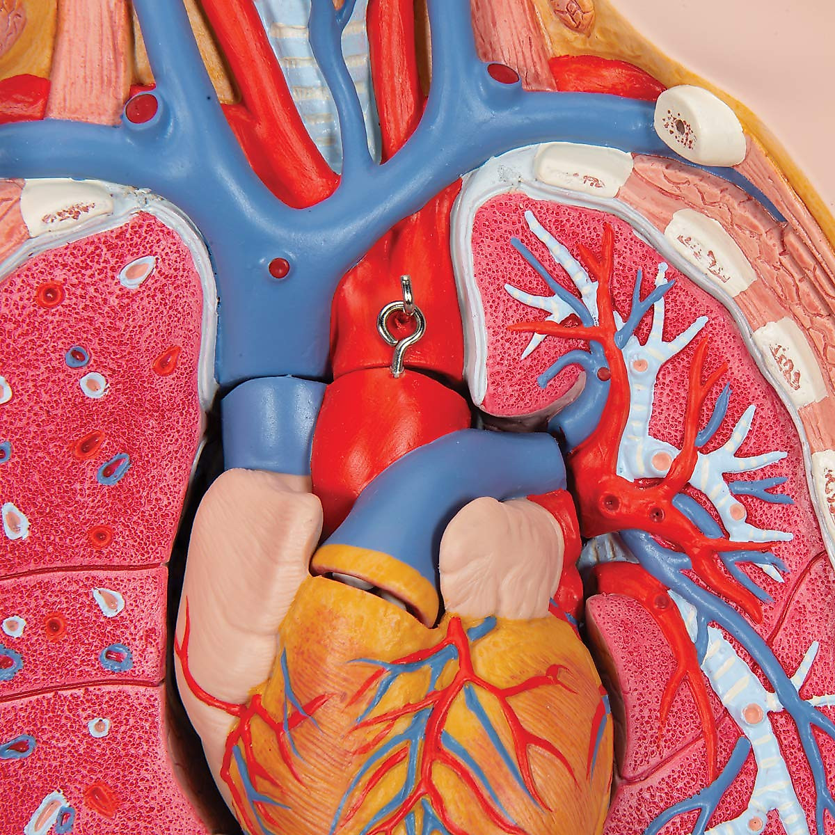 3B Scientific B11 Plastic 16 Part Classic Unisex Human Torso Model, 9.8" Length x 15" Width x 34.3" Height