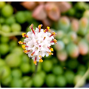 Live Succulent (4" String of Pearls), Succulents Plants Live, Succulent Plants Fully Rooted, Rare House Plant for Home Office Decoration, DIY Projects, Party Favor Gift by Fatplants