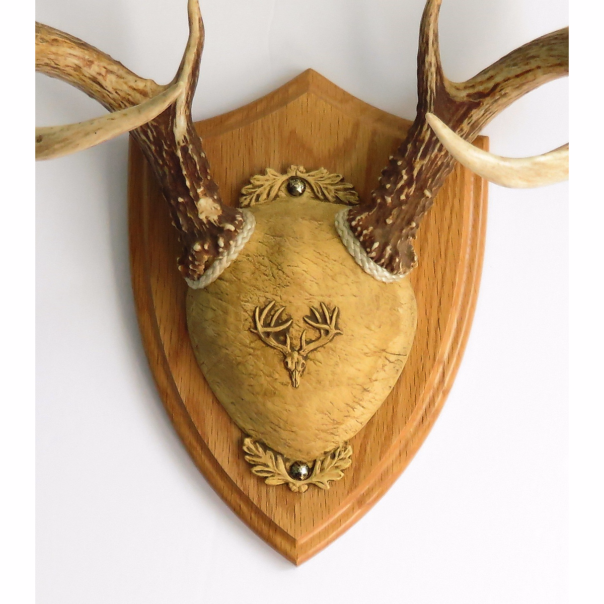 Taxidermists Woodshop TTW Ultimate Antler Mounting Kit - Medium Oak