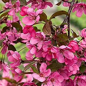 TriStar Plants - Prairie Fire Flowering Crabapple - 1 Gallon Trade Pot, 2'ft Tall, Malus Prairifire, Fall Color, Vibrant Blooms, Fast Growing Trees