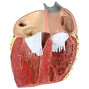 Axis Scientific Enlarged Human Heart Model, 3x Life-Size, Anatomically Accurate 3-Part Numbered Anatomical Heart Illustrates 34 Internal Structures, Magnetically Connected, Includes Product Manual