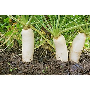 Bulk Daikon Radish Seeds for Food Plot or Cover Crop - Chinese, Japanese, or Oriental Radish - Easy to Grow (5 Pounds)