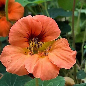 Outsidepride Tropaeolum Nasturtium Vesuvius Climbing, Vining, Flowering, Plants for Trellis, Fences, Arbors & More - 200 Seeds