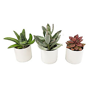 Live Succulents in White Planter Pots (3 PK), Live Succulent Plants Live Plants in Succulent Pots, Mini Succulents Plants Live Unique Gardening Gifts for Plant Lovers, Plant Gifts by Plants for Pets