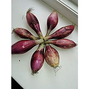 RAISE ME UP: Seeds Red Banana Shallot Onion Non GMO Heirloom