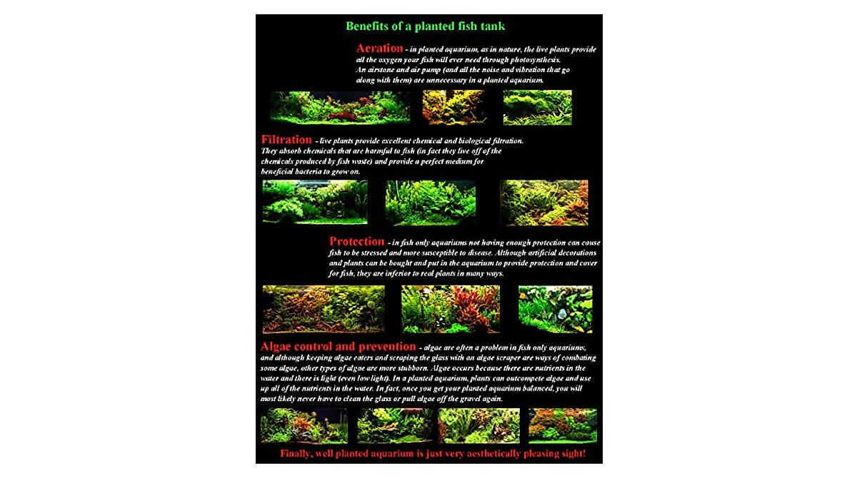 Java Fern – Mature, Healthy, Super Easy Live Aquarium Plant 5-6 in ...