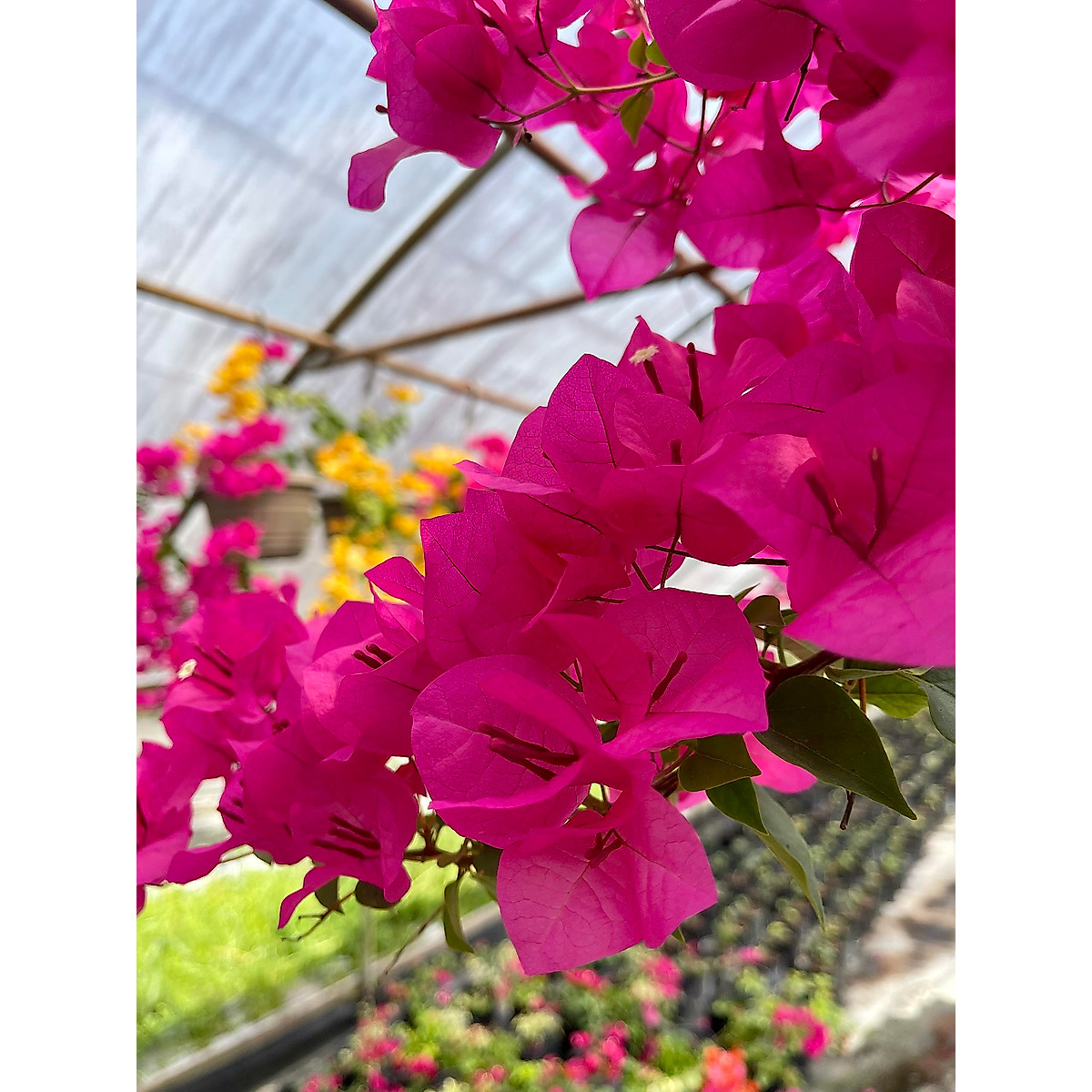 Live Plant Bougainvillea Vine Plant Assorted Colors 6" Pot with Trellis