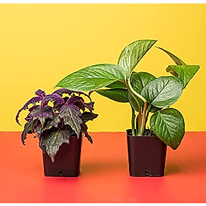 Altman Plants Live Houseplants (6PK), Indoor Plants for Delivery Prime, Live Plants and Gardening Gifts for Plant Lovers, Planters for Indoor Plants with Potting Soil, Live House Plants Indoors Live