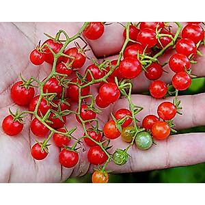 30+ Sweet Pea Currant Tomato Seeds, Heirloom Non-GMO, Extra Sweet and Heavy-Yielding, Low Acid, Indeterminate, Open-Pollinated, Long Season, Super Delicious, from USA