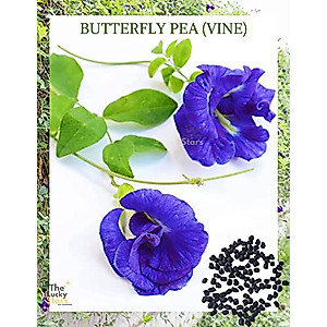 100 Butterfly Pea Flower Seeds - HOA Dau Biec - Blue Butterfly Pea Vine Seeds (Clitoria Ternatea) Asian Pigeonwings -Tropical Vine Plant Seeds- Edible Flower Seeds