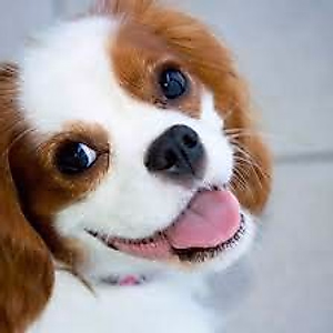 HAPPY PET VITAMINS LLC Dog Digestive Tablets - Dog Premium PROBIOTICS - Savory Beef Flavor - Stops Diarrhea Bad Gas Bad Breath - Gut Health - Dog probiotic Supplement - 3 Bottles (180 Treats)