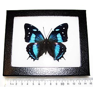 BicBugs Baeotus amazonicus Real Framed Butterfly Blue Peru