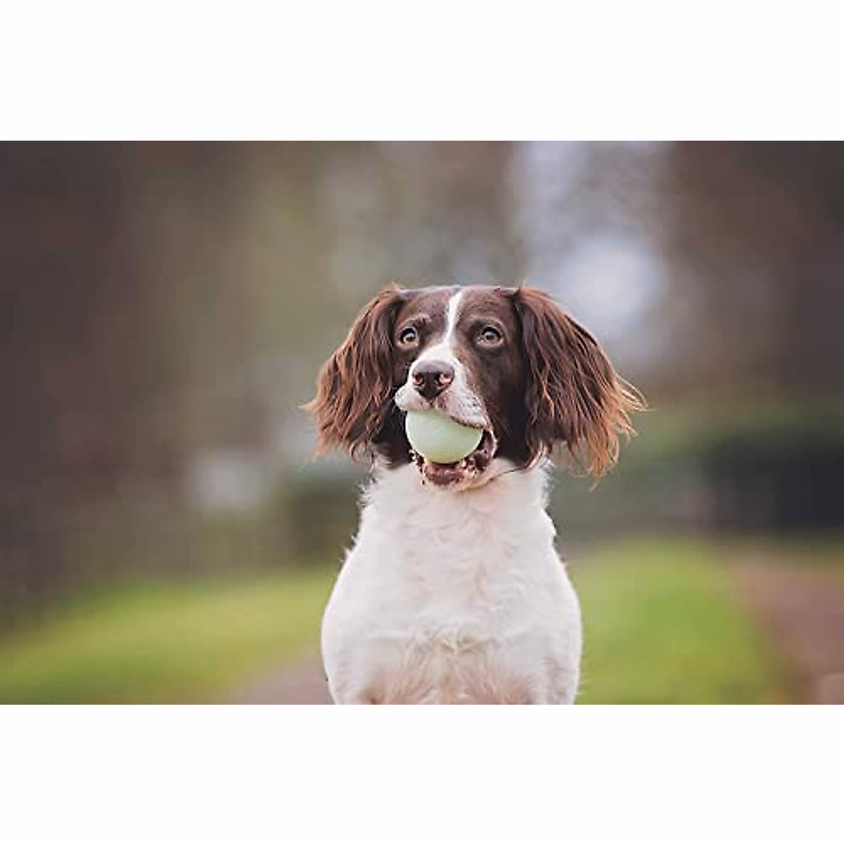 Chuckit! Fetch Medley Ball Set Dog Toys, Medium (2.5 Inch) 3 Pack