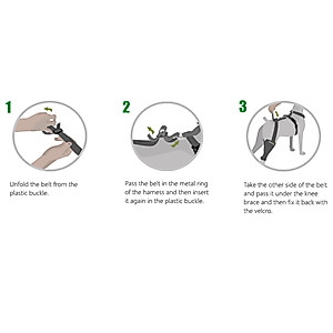 Ortocanis - Knee Brace Fastening Belt for Dog - Prevents Slippage - Improves Stability and Recovery - Size Harness + Leash: L 69-96 cm
