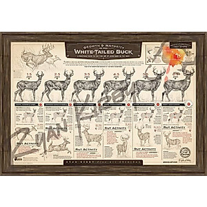 "The Growth & Maturity of the White-tailed Buck" Fine Art Paper Print