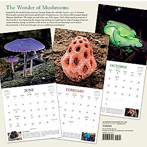 Fantastic Fungi Wall Calendar 2023: For Mycologists, Artists, Foodies, Ecologists, Doctors, and Explorers