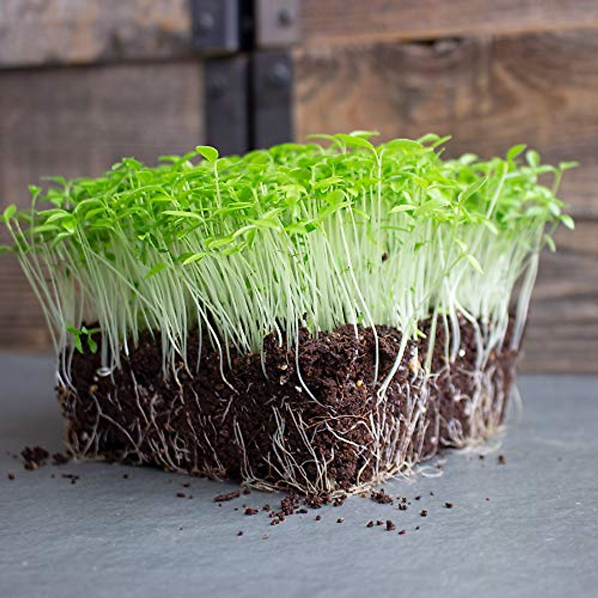 Parsley Herb Garden Seeds - Dark Green Italian Flat-Leaf - 1 Oz - Non-GMO, Heirloom Herbal Gardening & Microgreens Seed