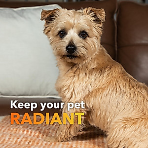 In Clover Dog Skin and Coat Supplement, BioRadiant Natural Supplement for Dogs, Healthy Skin and Coat Supplement, Fish Oil Alternative Uses Carrots, Coconut, Omega 3's, Biotin and Zinc Soothe Skin