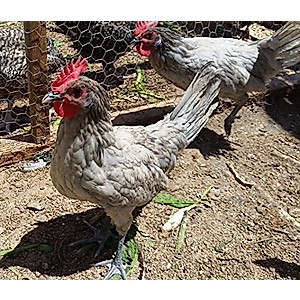 6 Fertile Chicken Hatching Eggs