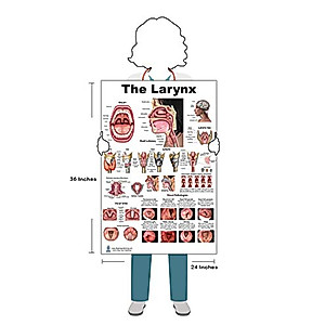 Anatomy Posters for SLP (Larynx, Swallowing, Speech Articulation 24x36)