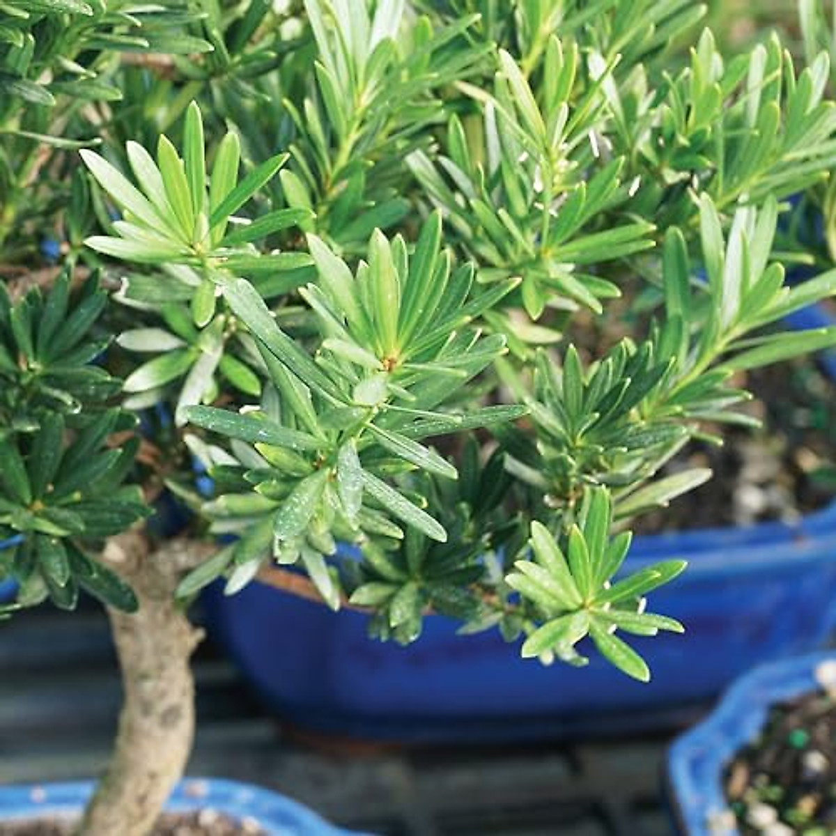 CHUXAY GARDEN Chinese Podocarpus Seeds for Planting Privacy Screen Dwarf Shrubs Evergreen Conifer Bushes Podocarpus Macrophyllus Seed 30 Seeds Hardy Tree Fast Growing Great for Bonsai