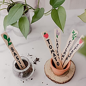 12 Inch Paint Sticks, Box of 25 Hardwood Paint Stirrers, Wood Mixing Paddles for Epoxy or Resin, Garden or Library Markers by Woodpeckers