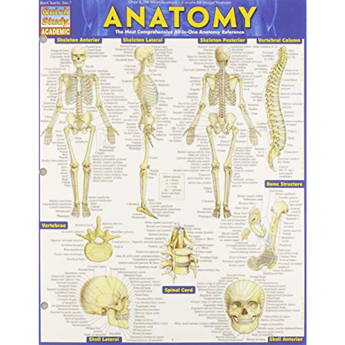 Bar Charts Anatomy Study Guide Med/Health
