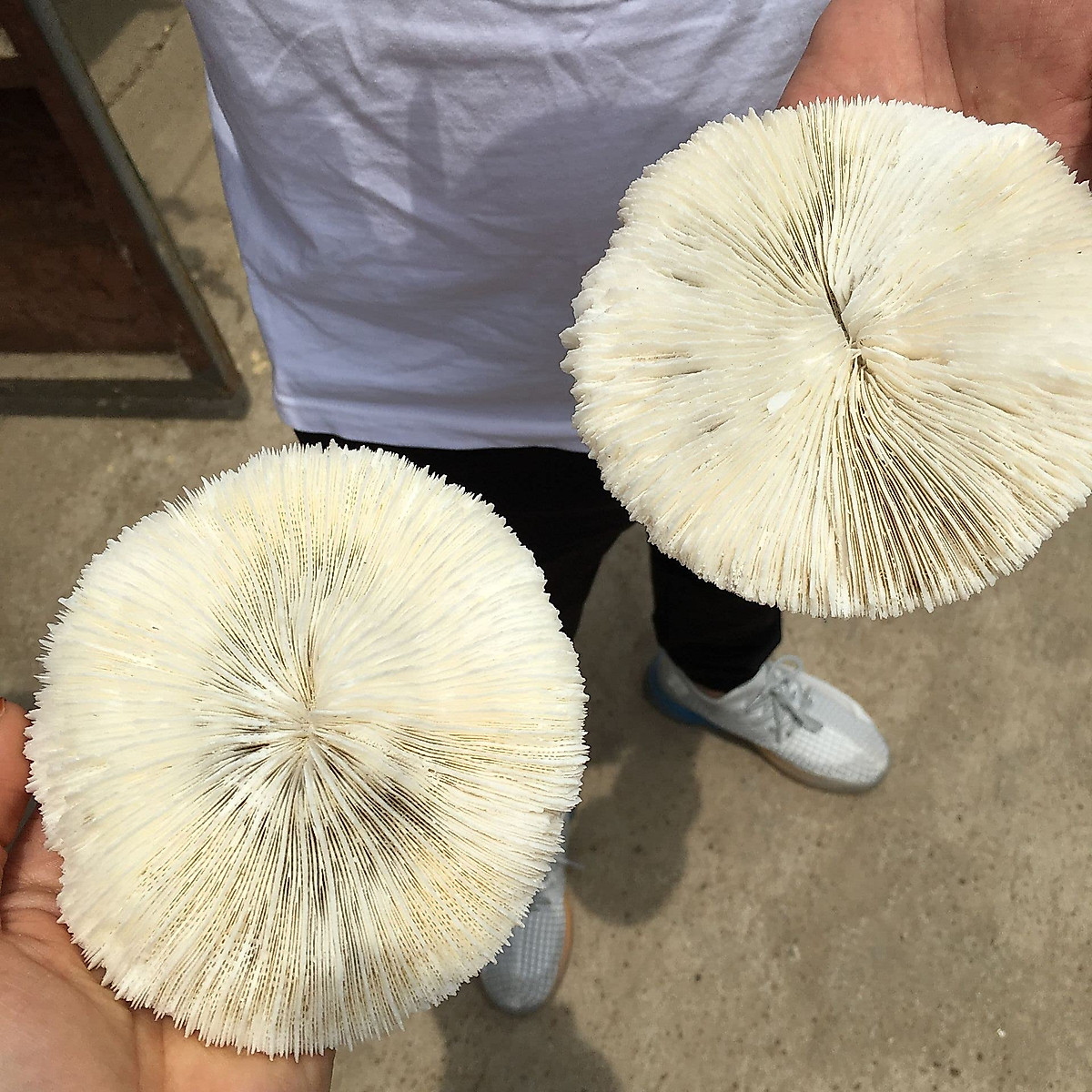 SAIYI White Coral Sea Round Mushroom Coral Natural Artifical Fish Aquatic Pet Supplies Aquarium Landscape Tank Ornaments 8 to 10cm Beautiful