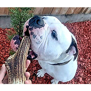 WhiteTail Naturals | 1 Pound (lb) Bundle | Extra Hard Axis Deer Antlers for Dogs | Naturally Shed Organic Antler Dog Chews | for Aggressive Chewers Only