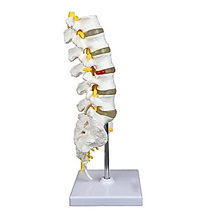 Vision Scientific VAV262 Medical Grade, Articulated Lumbar Spinal Column | Features 5 Lumbar/Vertebrae with Intervertebral Discs, Lumbar Nerves and Spinal Cord | Instruction Manual