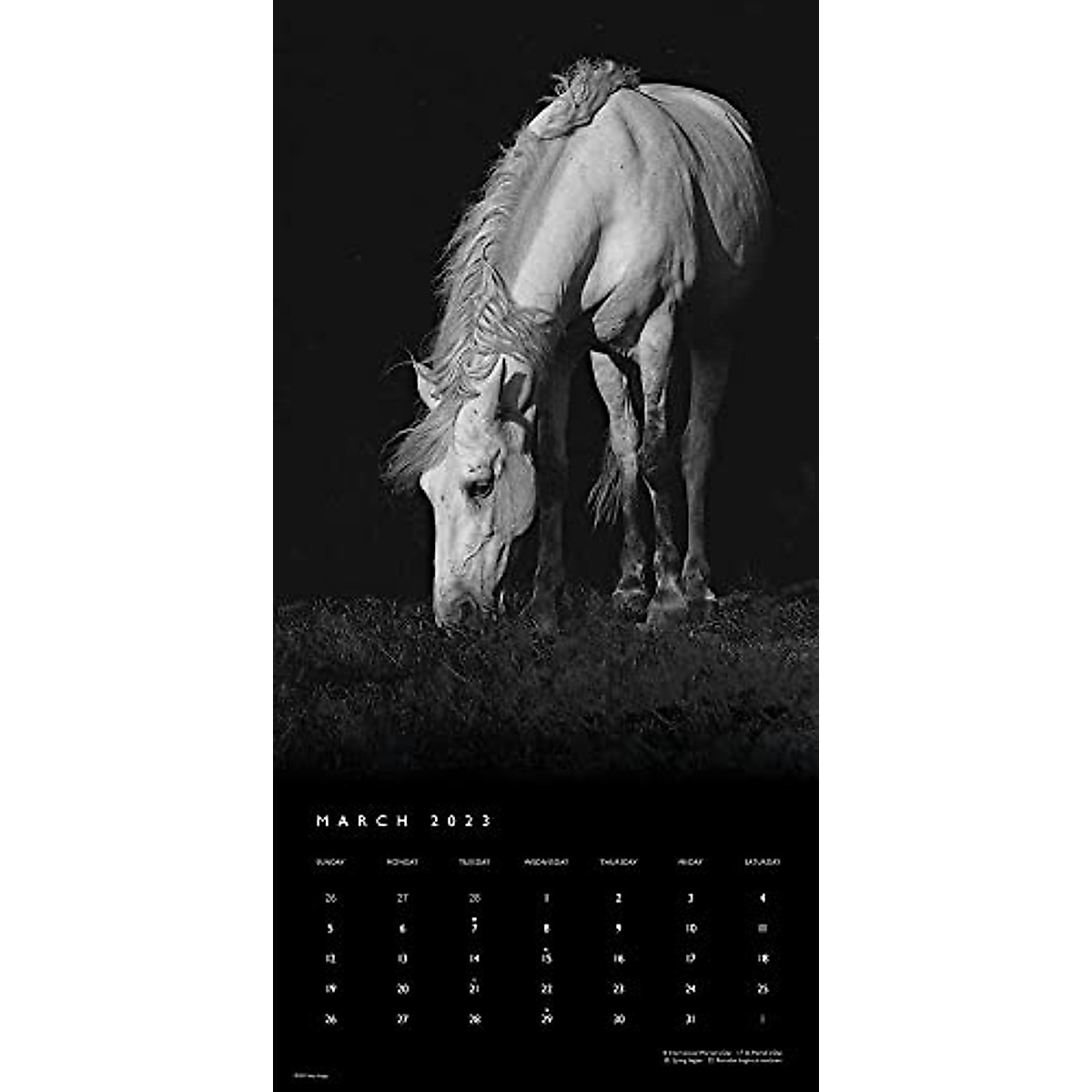 The BrownTrout Portrait Series: The Noble Horse | 2023 12 x 24 Inch Monthly Square Wall Calendar | Pets Equestrian
