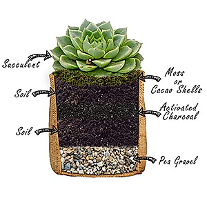 Succulent Cactus Seed DIY Terrarium Germination Starter Kit for Indoor Garden Growing - Mini Terrarium Kit with Seeds, Soil, Rocks, Moss, Pea Gravel, Activated Charcoal, and Burlap Potting Planters