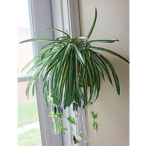 CHSGJY 2 Chlorophytum Grass Vine Artificial Flower Bush Spider Hanging Home Garden Decor