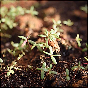 Seed Needs, Portulaca Seeds - 1,000 Heirloom Seeds for Planting Portulaca grandiflora - Moss Rose, Great for Rock Gardens (2 Packs)