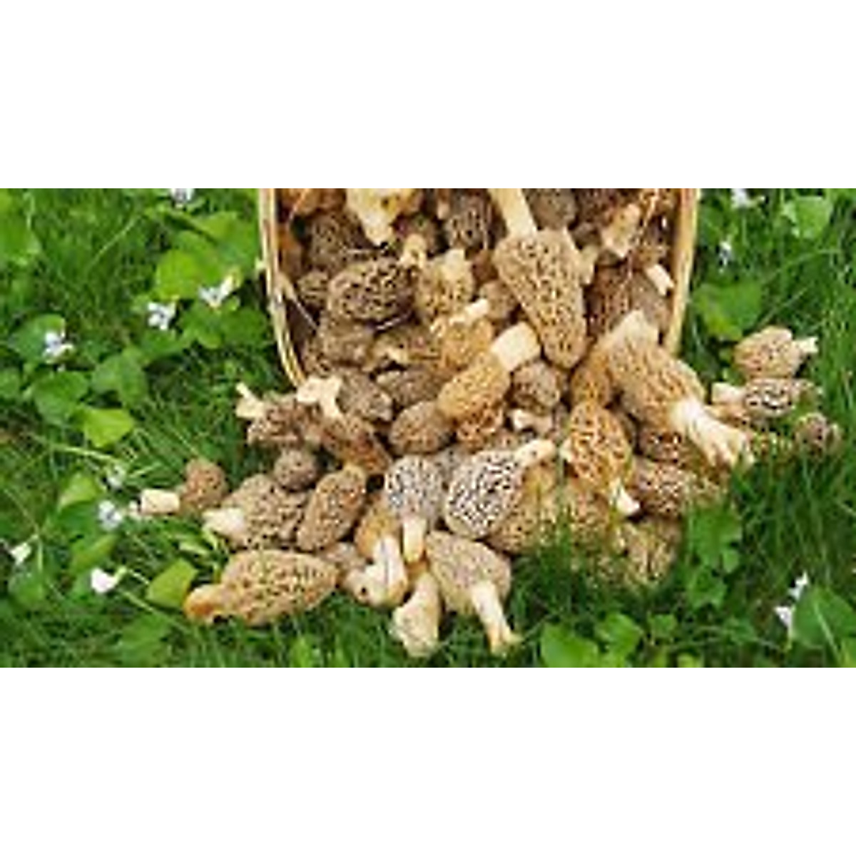 Morel Mushroom Spores in Sawdust Garden Seed Spore kit from WV 5 Gallon kit