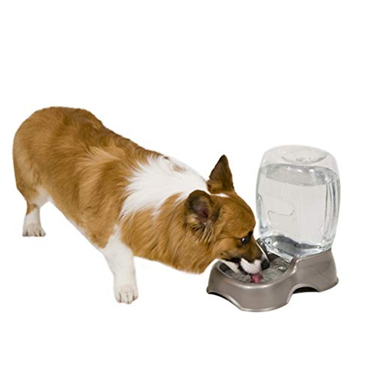 Petmate Pet Cafe Waterer Cat and Dog Water Dispenser 4 Sizes, Pearl White