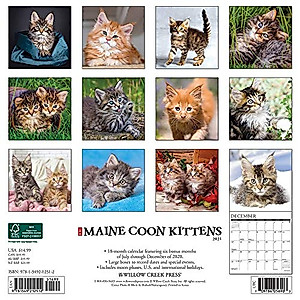 Just Maine Coon Kittens 2021 Wall Calendar