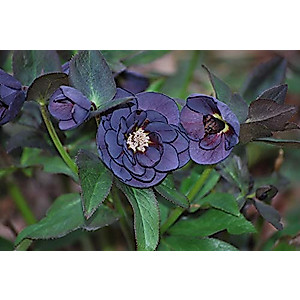 Perennial Farm Marketplace Helleborus x W.J. 'Onyx Odyssey' (Lenten Rose) Perennial, 1 Quart, Near Black Flowers